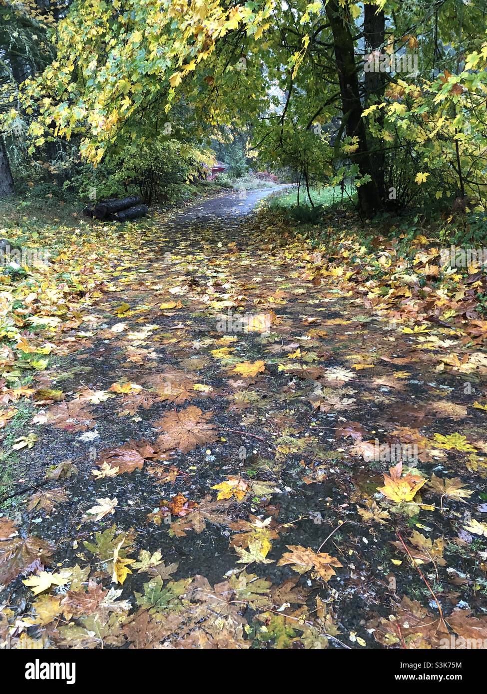 Wet path and leaves hi-res stock photography and images - Alamy