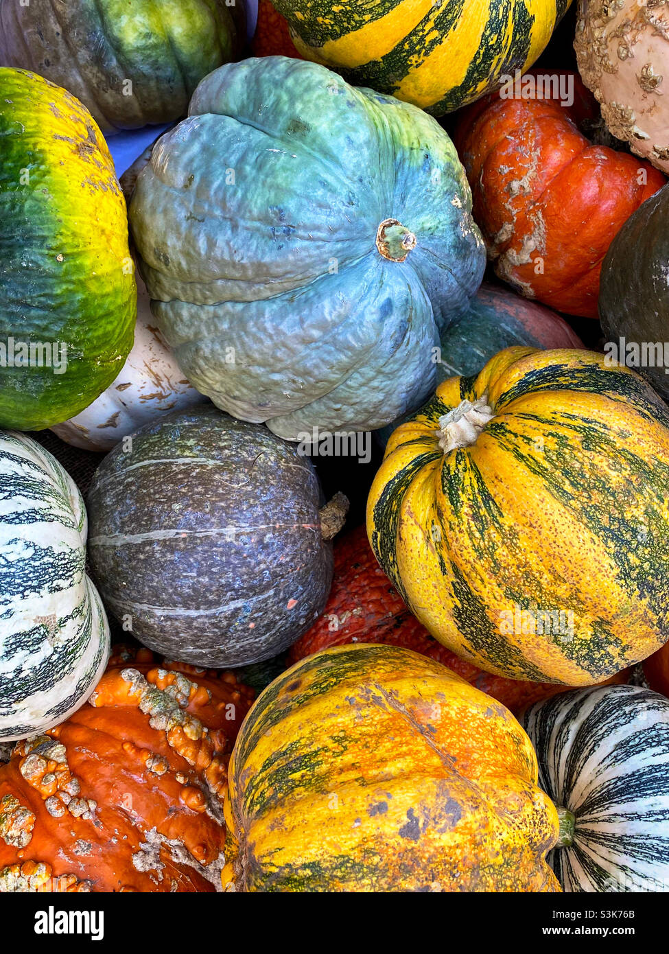 Colorful fall gourds Stock Photo - Alamy