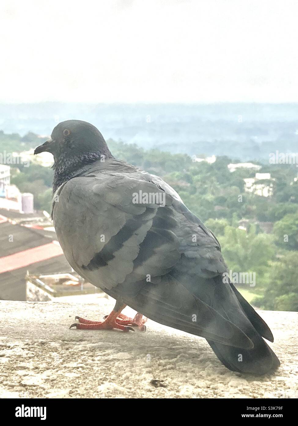 Indian pigeon resting hi-res stock photography and images - Alamy