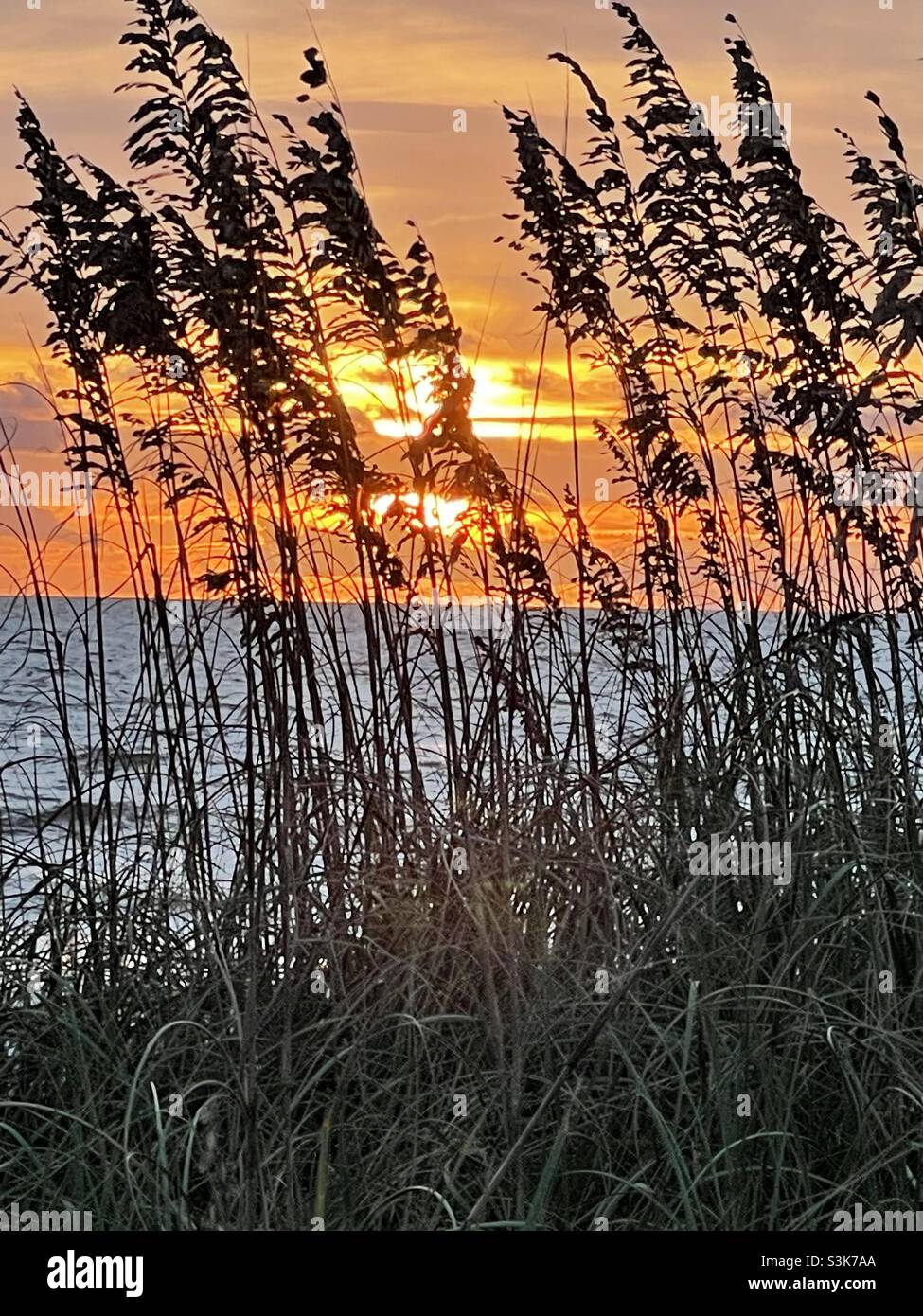 Sea oats hi-res stock photography and images - Alamy