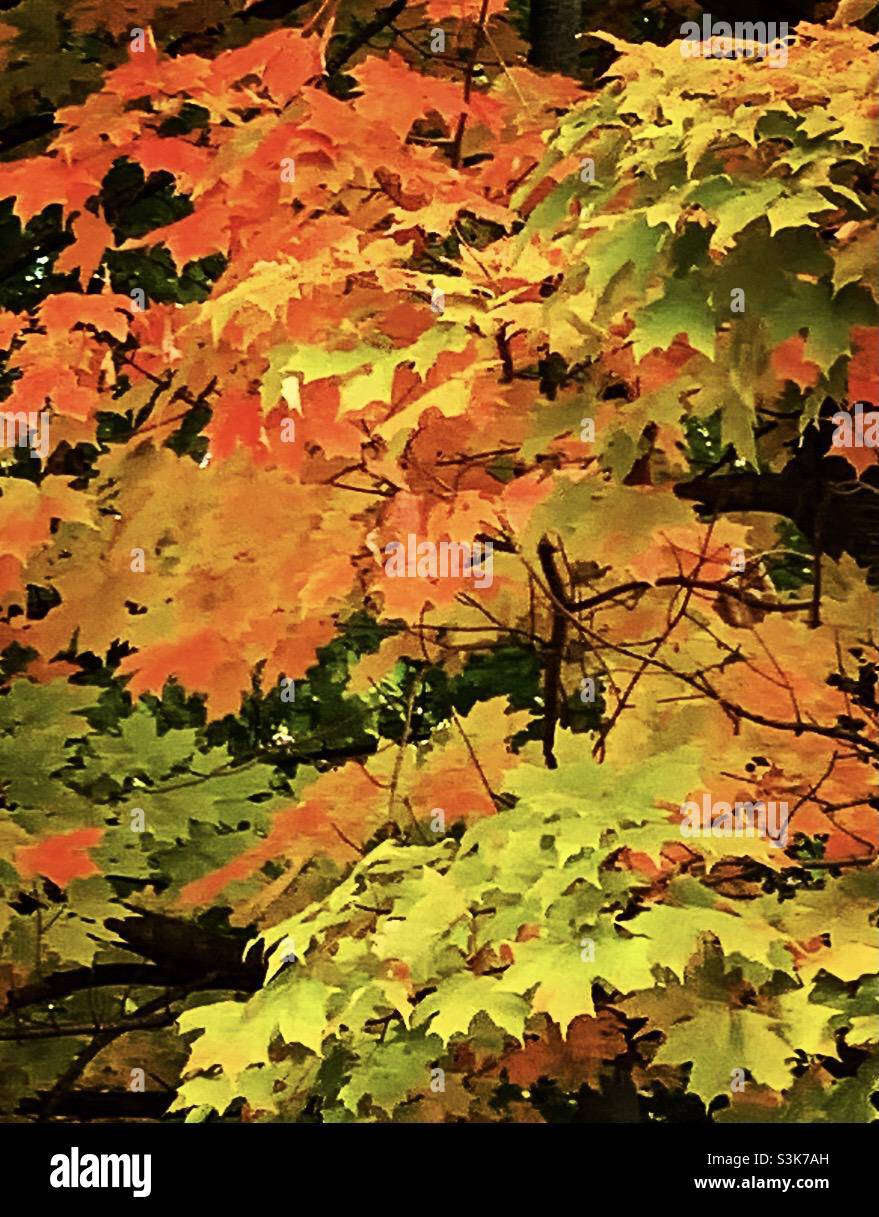 Autumn color changes leaf background Stock Photo - Alamy