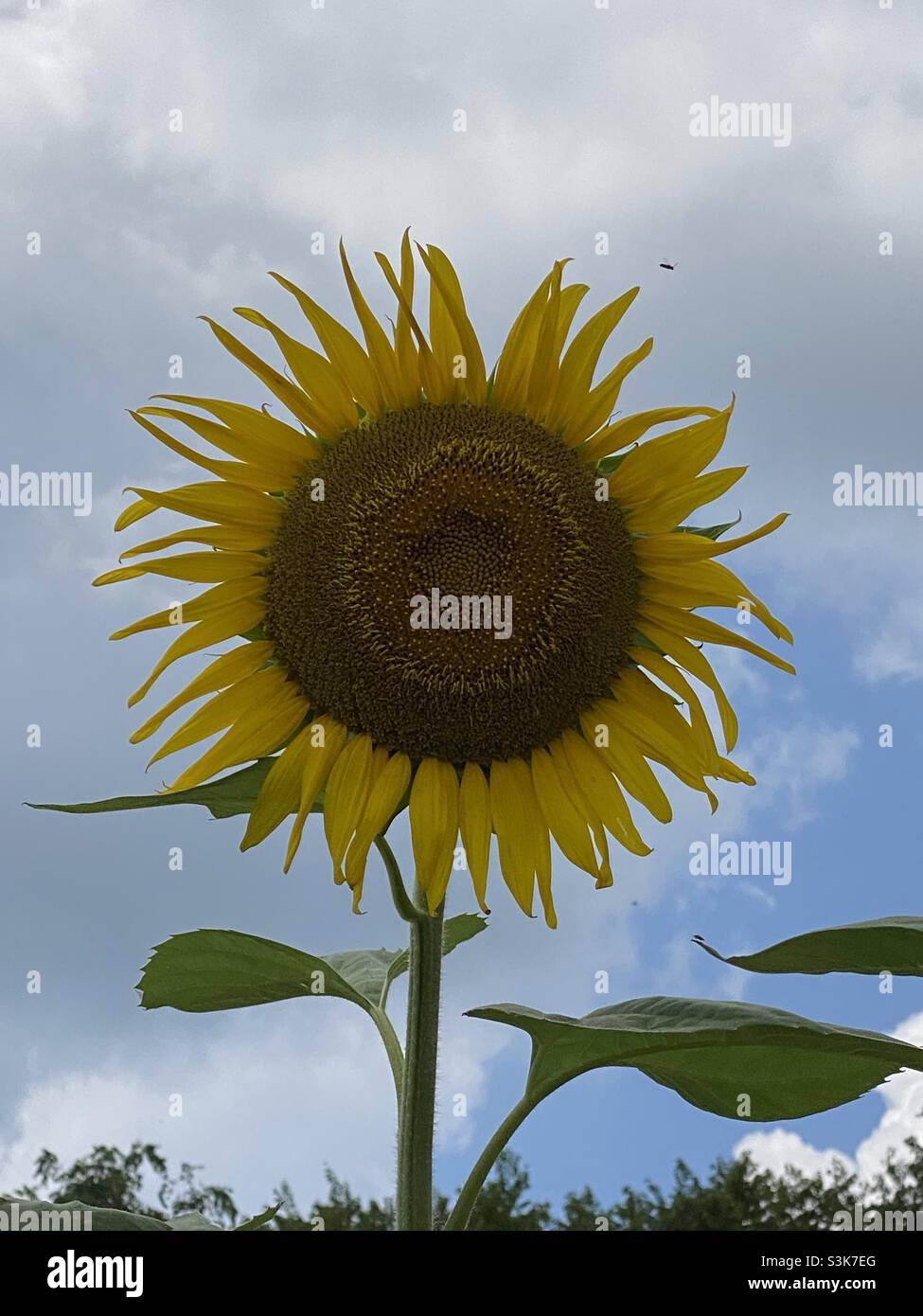 Sunflower standing tall hi-res stock photography and images - Alamy