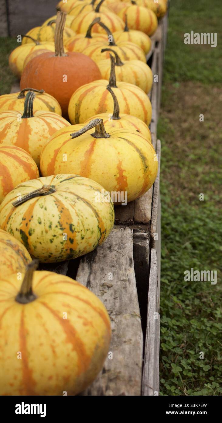 Identificar Variedades De Calabaza