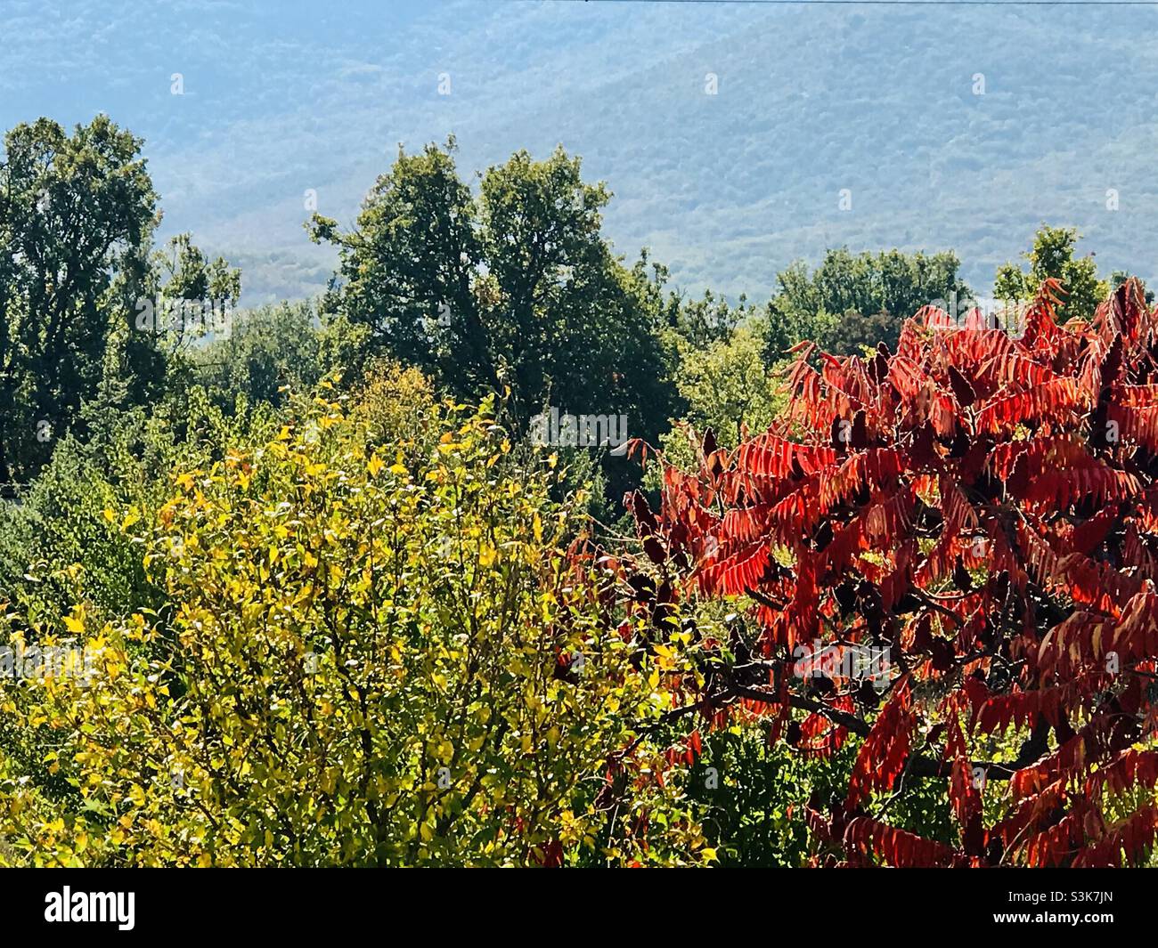 A photo of the Mediterranean vegetation in southern Croatian region of ...