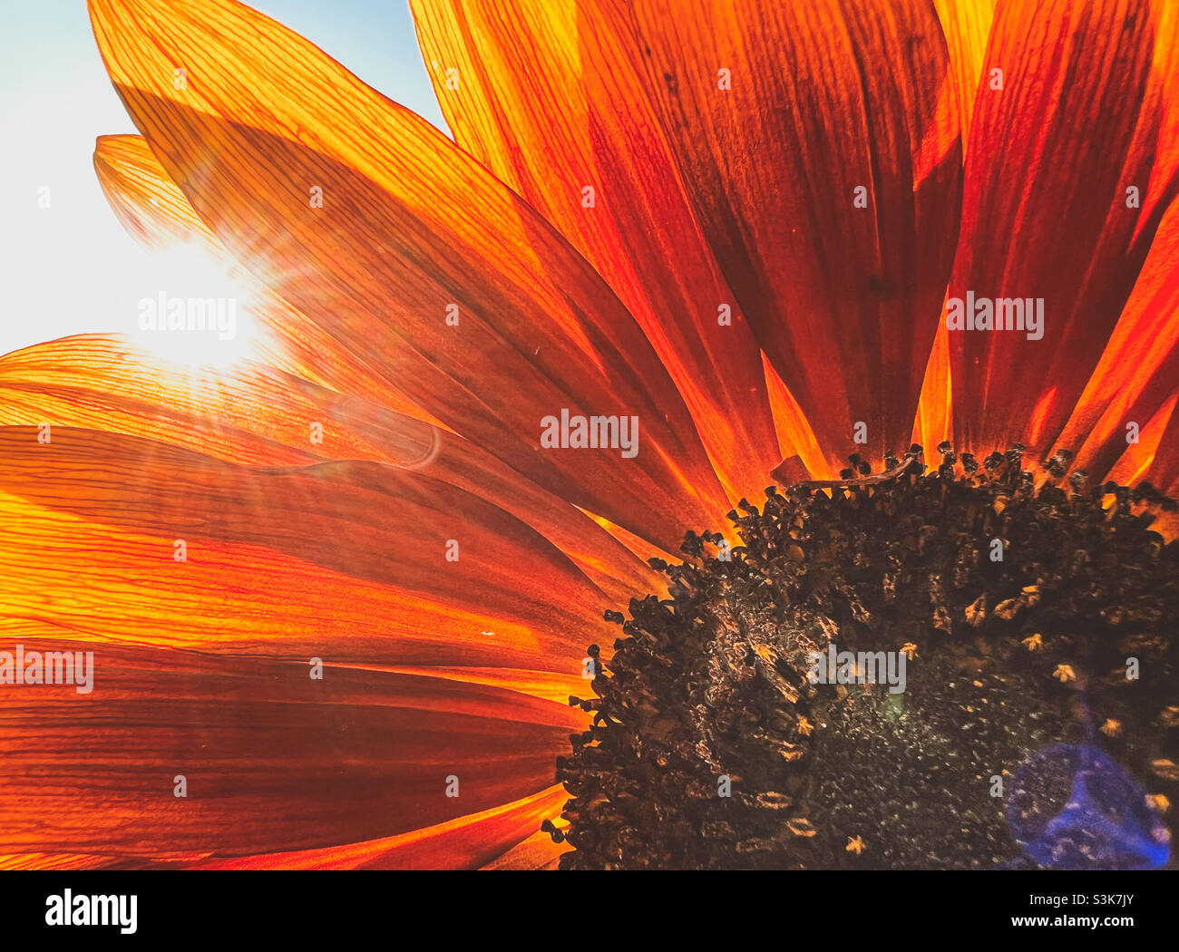 Sun through the flower hi-res stock photography and images - Alamy