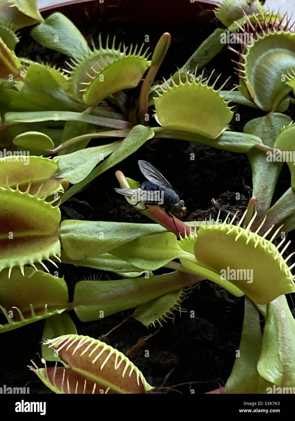 Venus trap fly hi-res stock photography and images - Alamy