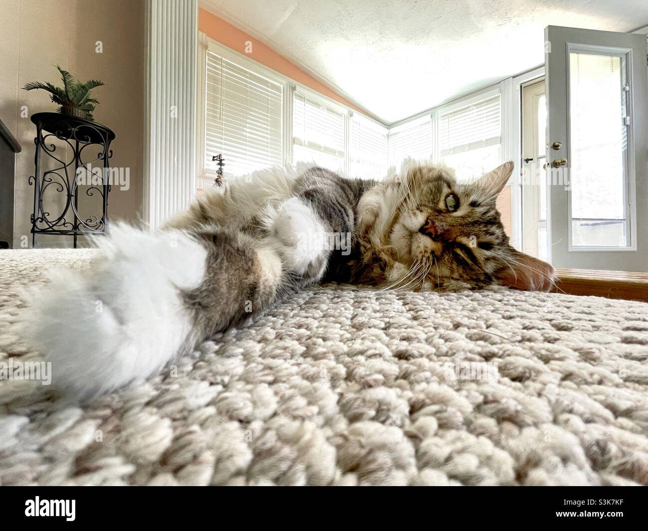 Animal stretching hi-res stock photography and images - Alamy