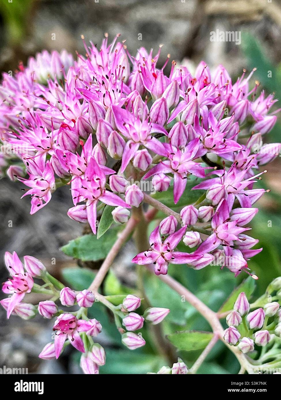 Sedum plant hi-res stock photography and images - Alamy
