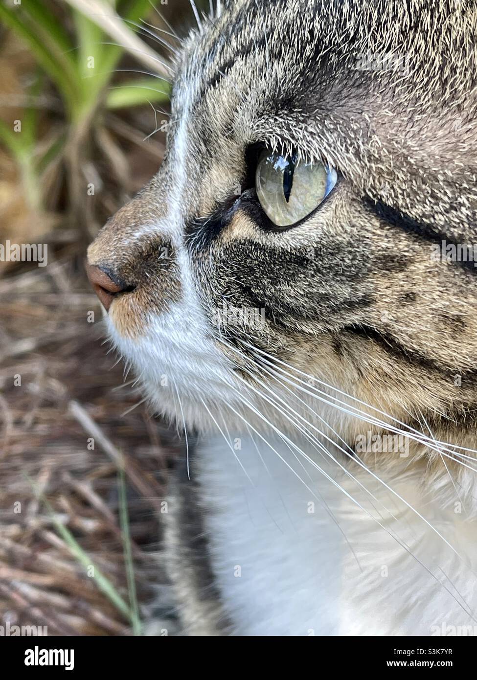 Short haired domestic tabby cat closeup on her eyes and nose Stock ...