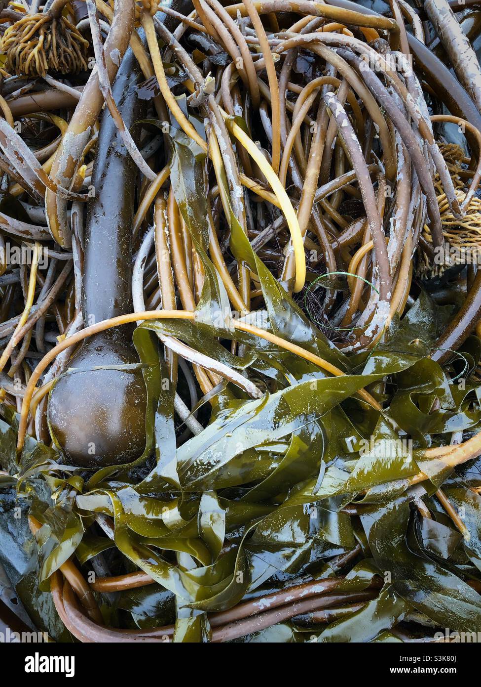 Tangle of seaweed hi-res stock photography and images - Alamy