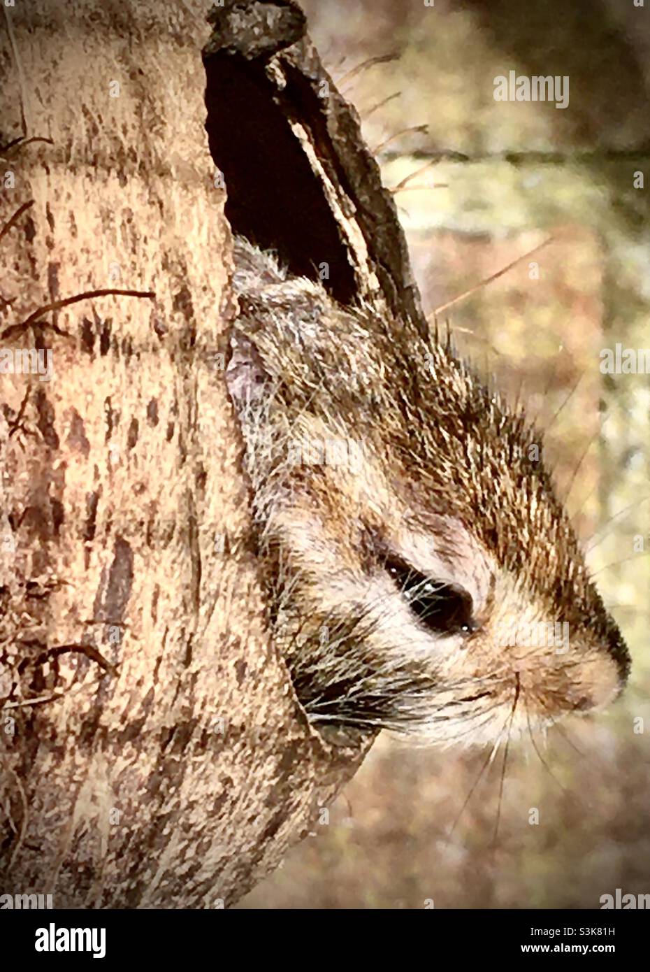 Chipmunk In The Cage High Resolution Stock Photography and Images - Alamy