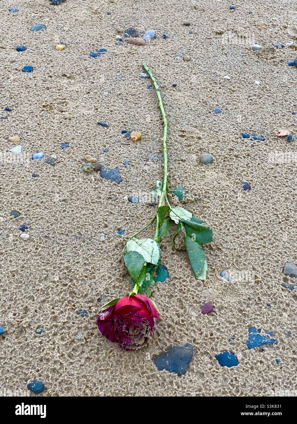 Red beach rose hi-res stock photography and images - Alamy