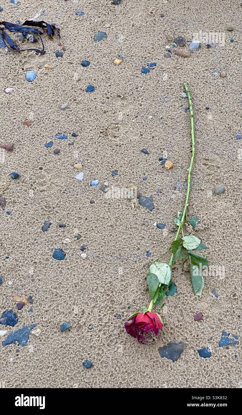 Red beach rose hi-res stock photography and images - Alamy