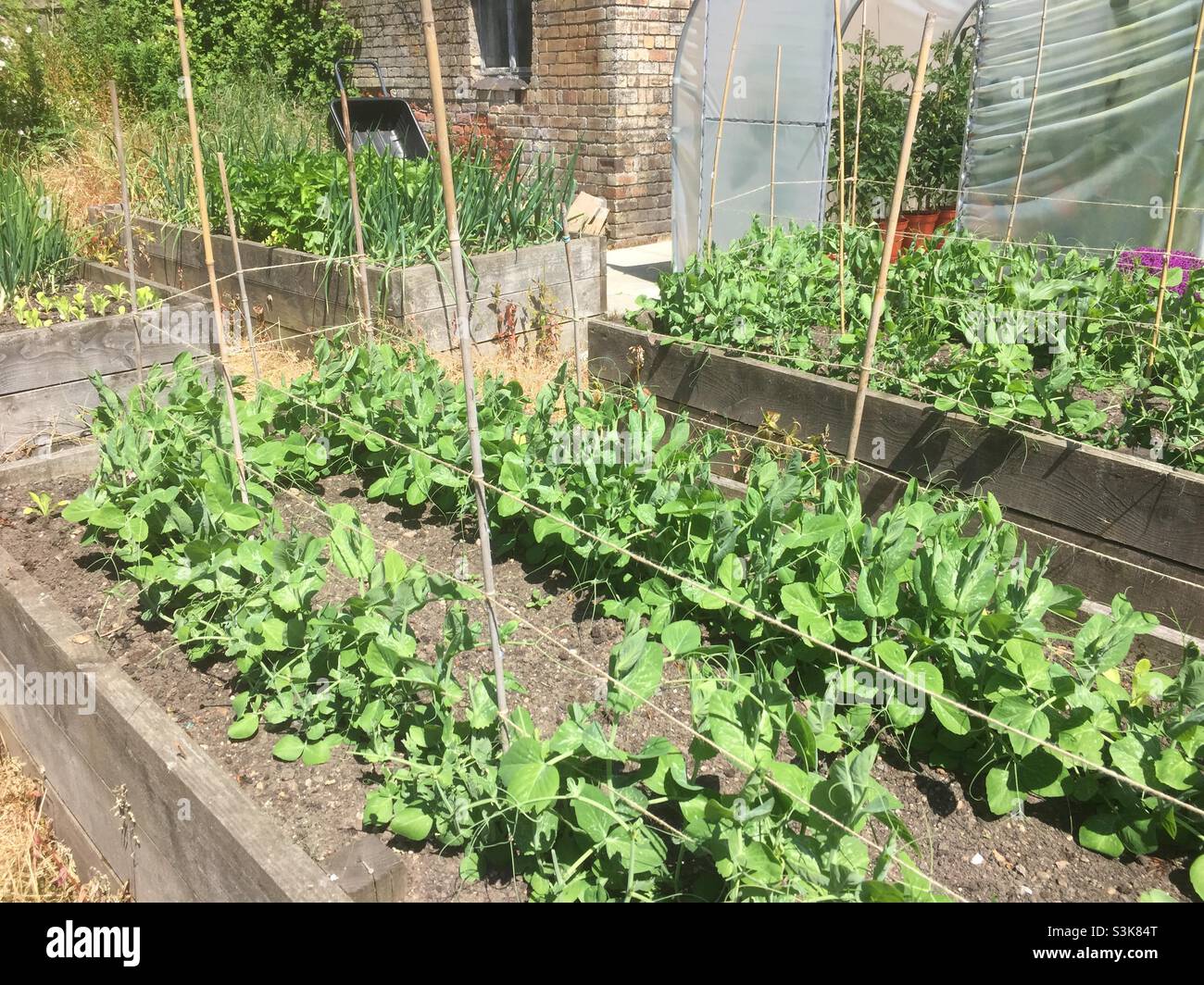 Raised Beds Growing Vegetables High Resolution Stock Photography and ...