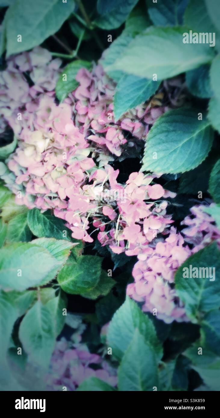 Hydrangea flowers in Autumn (Fall Stock Photo - Alamy