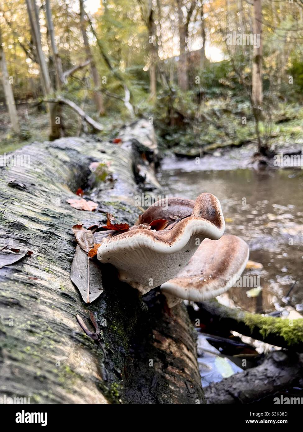 Clam mushroom hi-res stock photography and images - Alamy