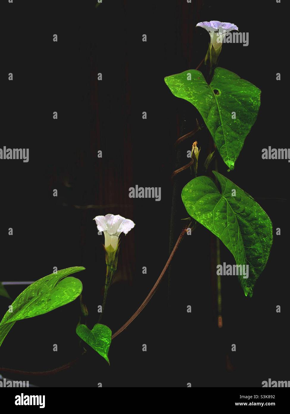 Pitted morning glory hi-res stock photography and images - Alamy