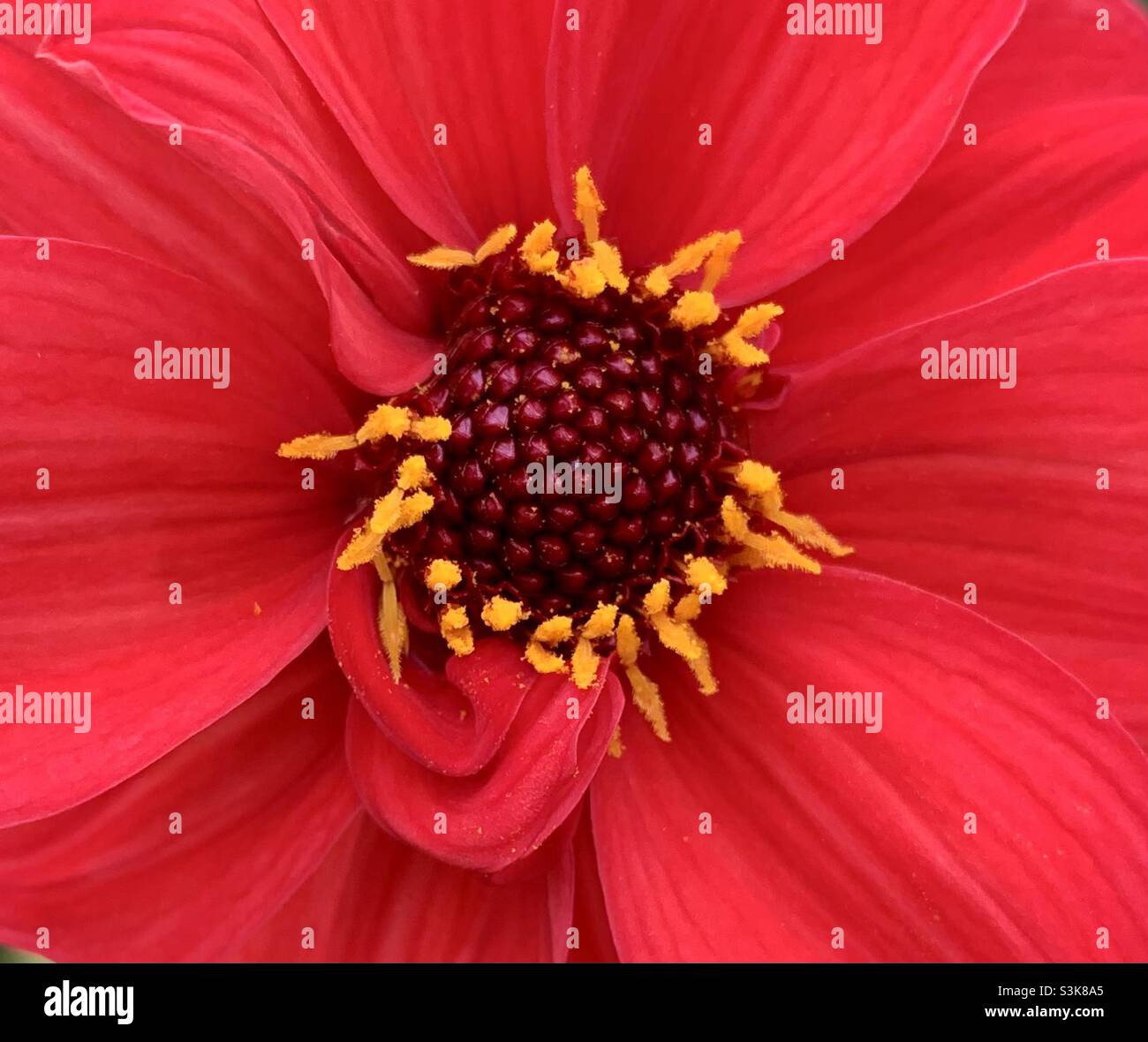 Red centre flower hi-res stock photography and images - Alamy