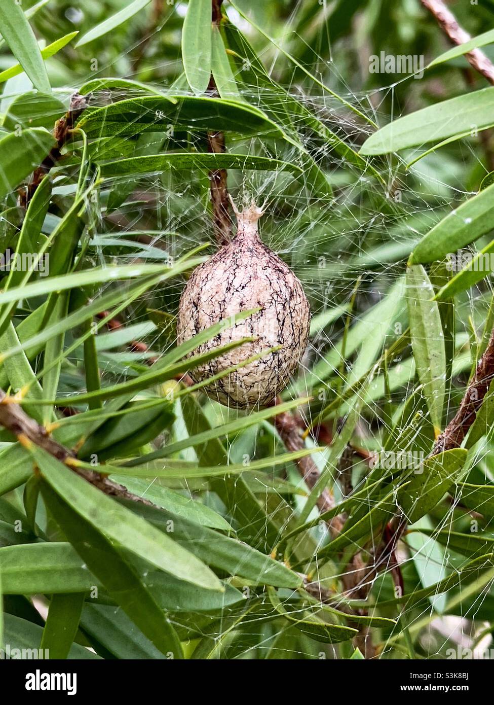 Spider yellow sac hi-res stock photography and images - Alamy