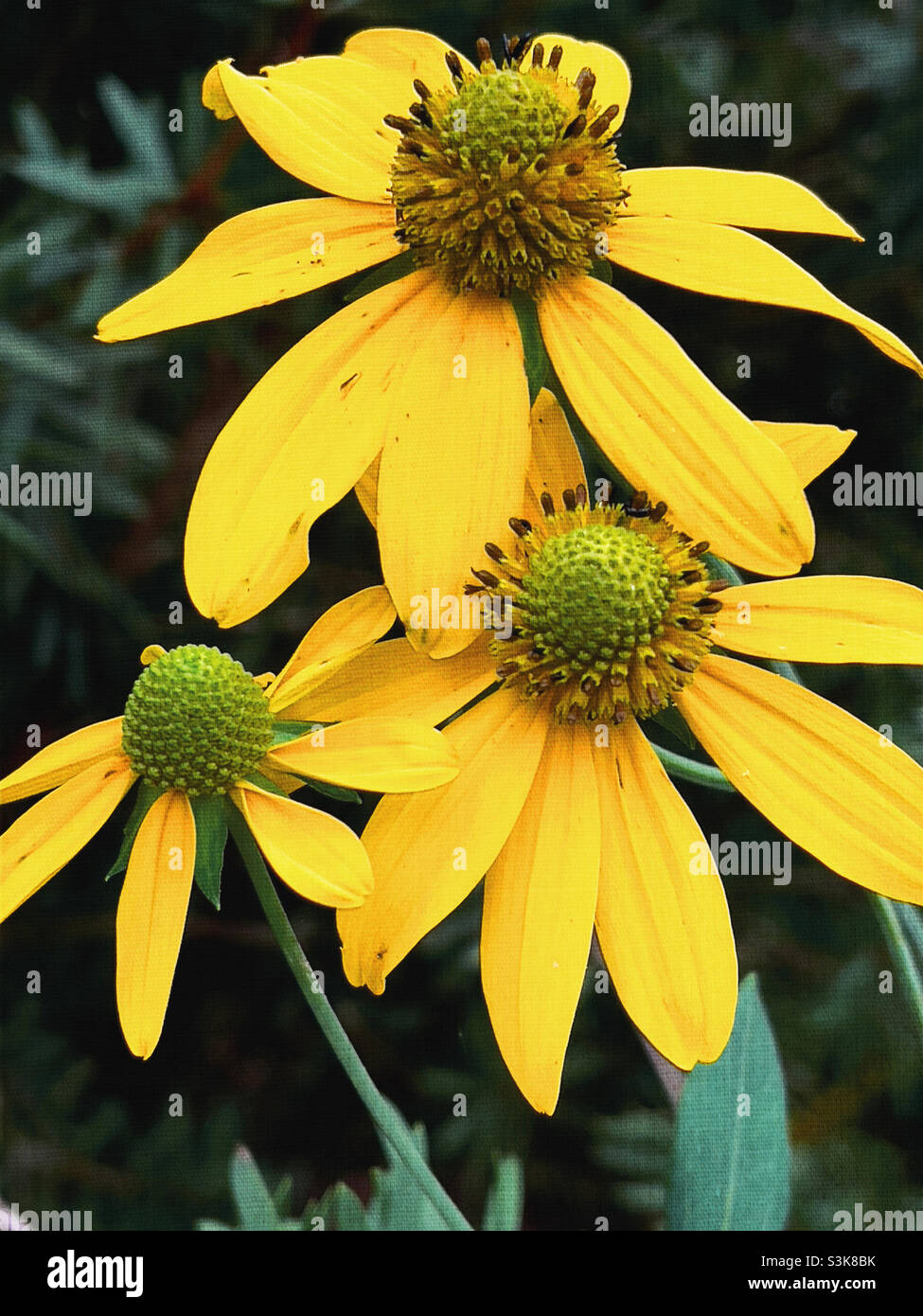 Cutleaf coneflower hi-res stock photography and images - Alamy