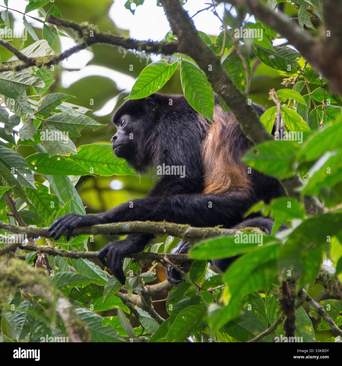 Howler monkey, Costa Rica Stock Photo - Alamy