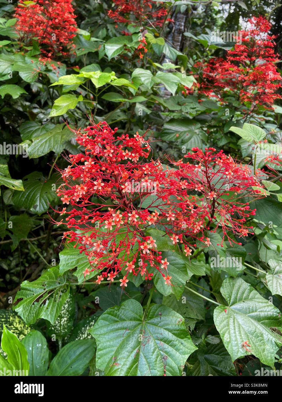 Pagoda flower hi-res stock photography and images - Alamy