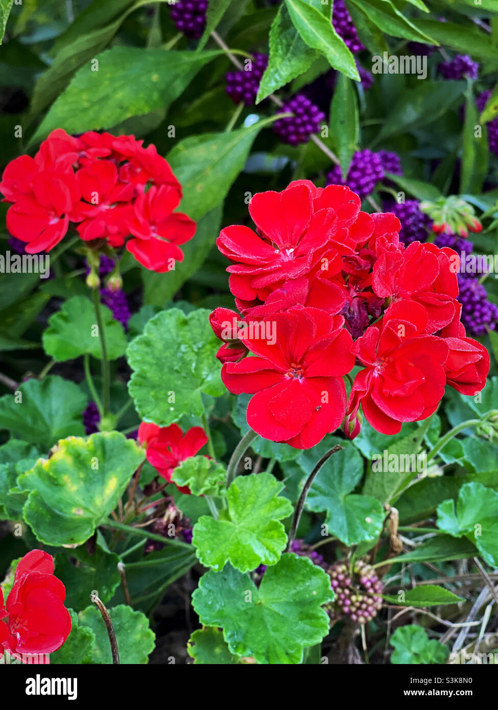 Red berry flower hi-res stock photography and images - Alamy