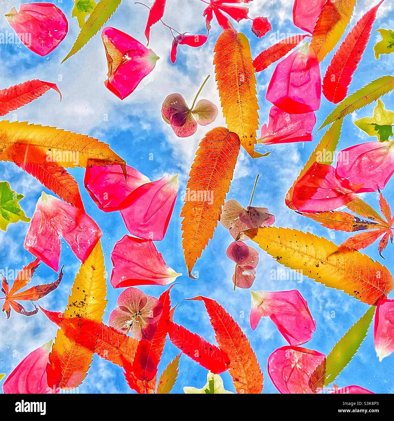 Leaves colour seasons hi-res stock photography and images - Alamy