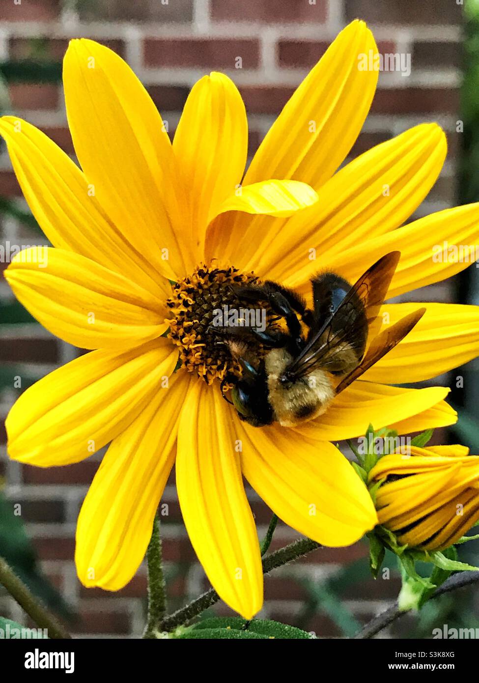 Big bee hi-res stock photography and images - Alamy