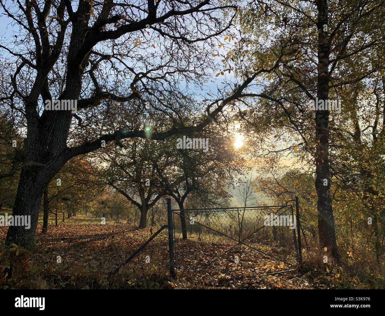Sunrise through trees and steel fence Stock Photo - Alamy