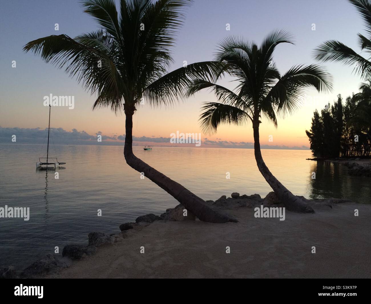 Two palms in the Caribbean Stock Photo - Alamy