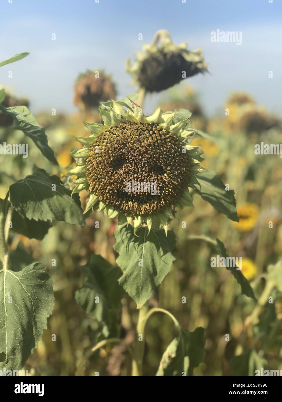 Happy sun flower hi-res stock photography and images - Alamy