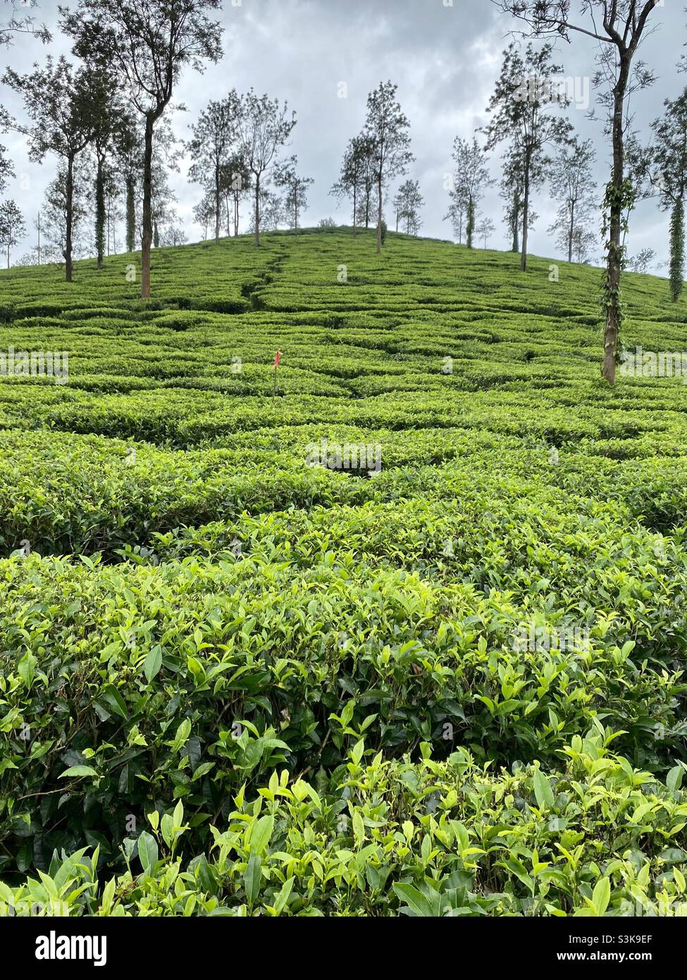 Tea estate in Waynad, Kerala of South India Stock Photo - Alamy
