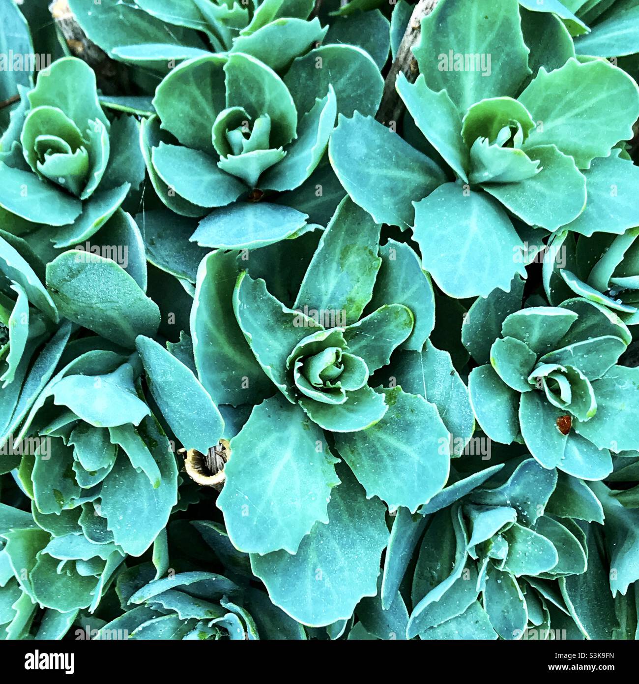 Closeup of the curled leaves of a sedum plant. Aka stonecrop Stock ...