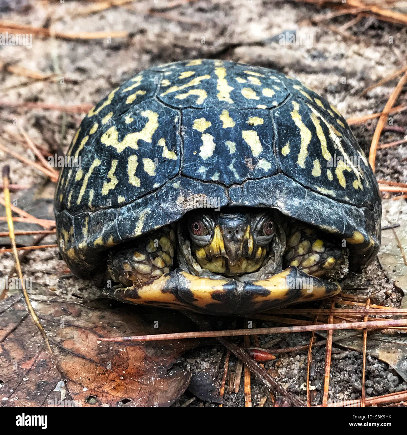 Eastern box turtle shell pattern hi-res stock photography and images ...