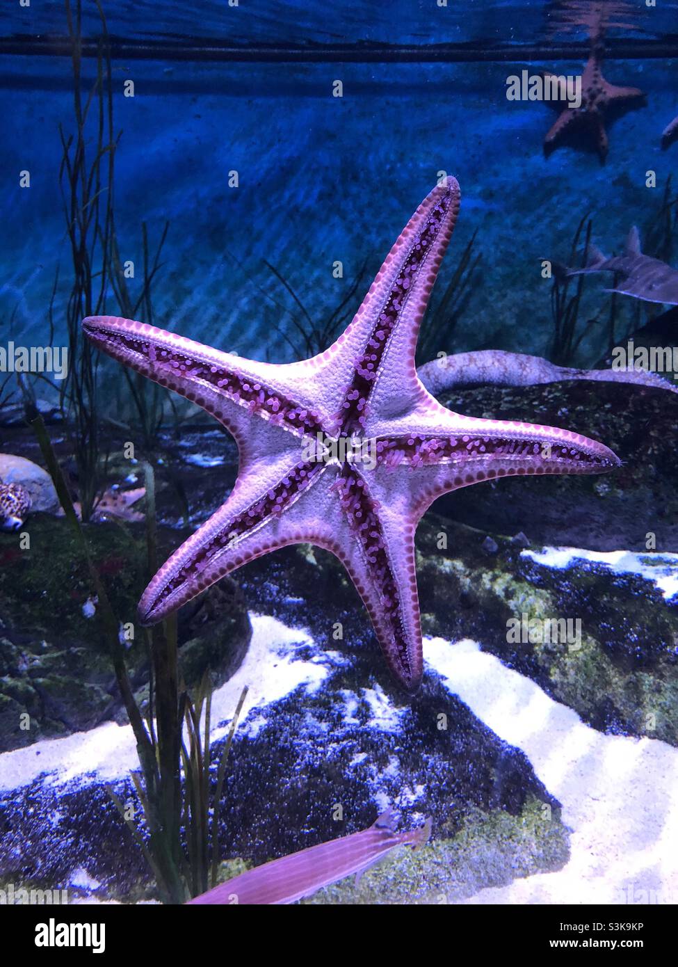 Star fish sea star aquarium hi-res stock photography and images - Alamy