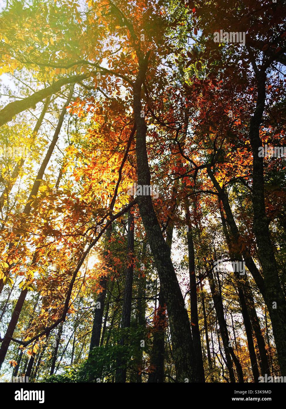 Tall trees with fall color hi-res stock photography and images - Alamy