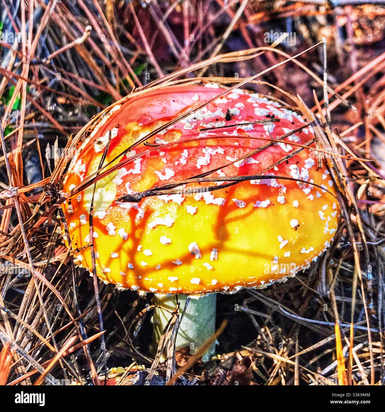 Mushroom bed hi-res stock photography and images - Alamy