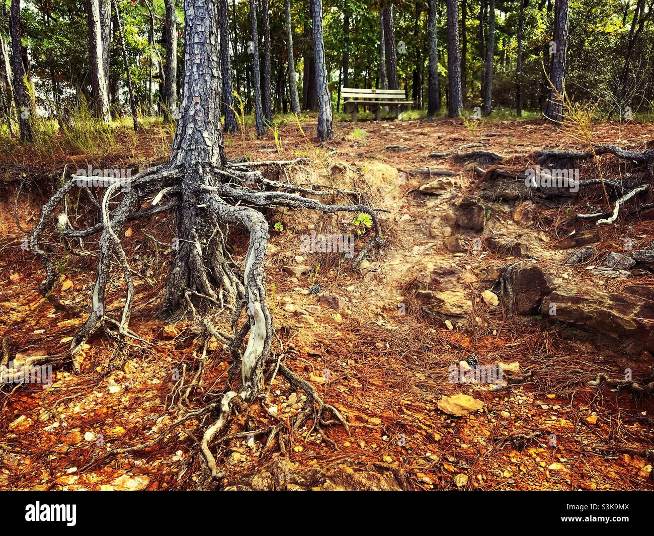 Tree roots erosion hi-res stock photography and images - Alamy