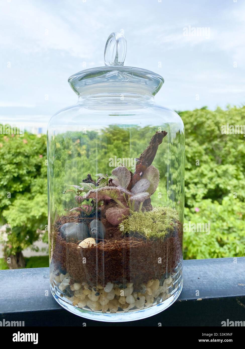 Plant Terrarium High Resolution Stock Photography and Images - Alamy