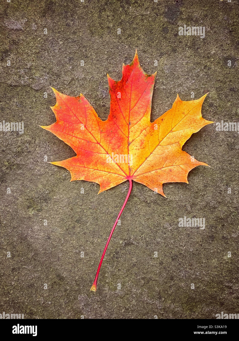 A good example of a maple leaf. It’s autumn (fall) time so the leaves ...