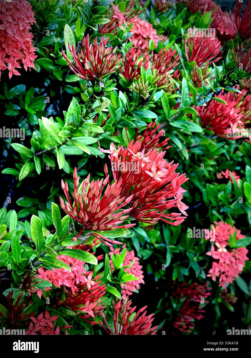 Gorgeous flowers hi-res stock photography and images - Alamy