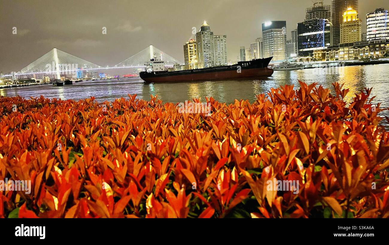 Fire-Like Flowers In The Forefront Stock Photo - Alamy