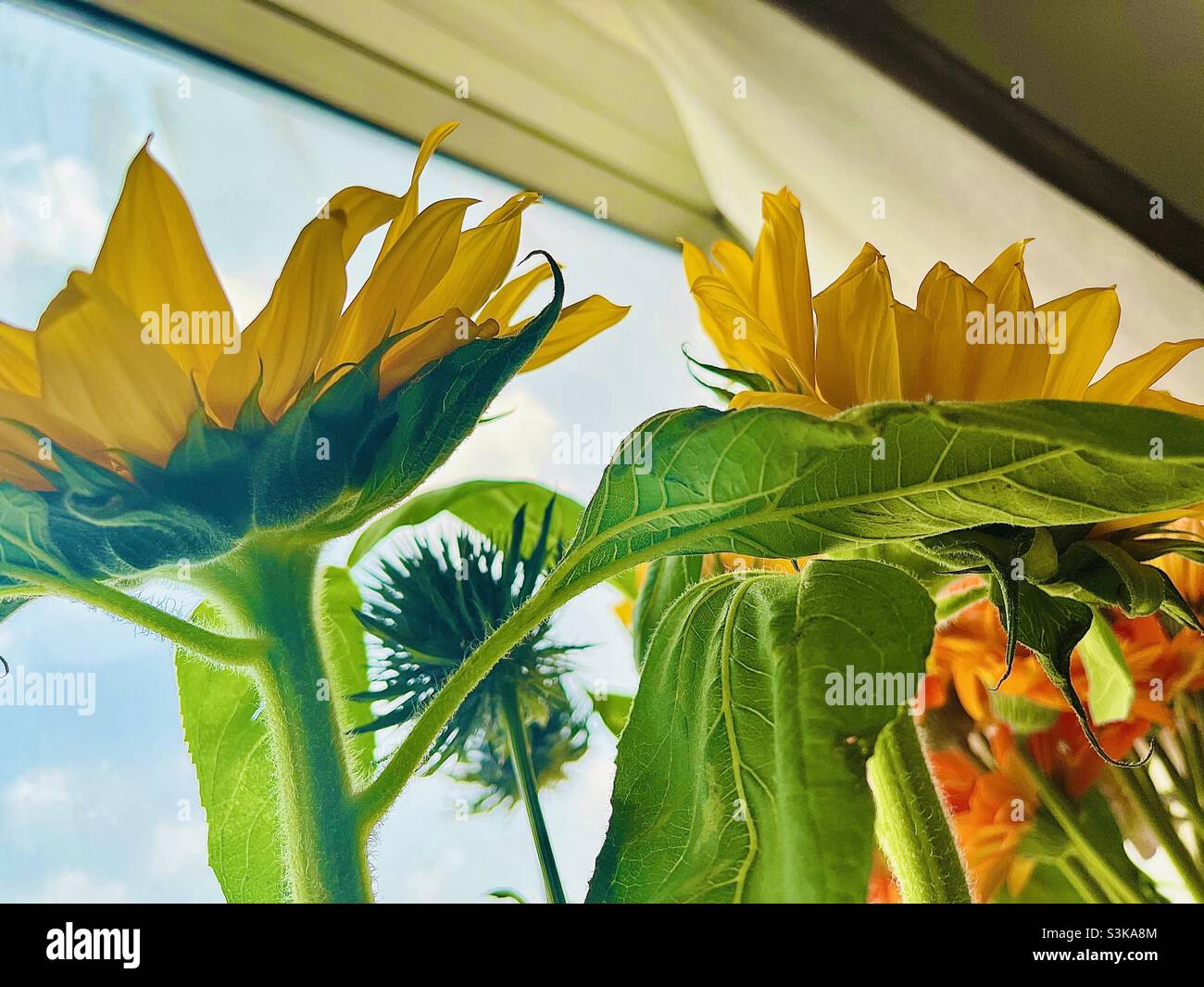 Sunflower window hi-res stock photography and images - Alamy