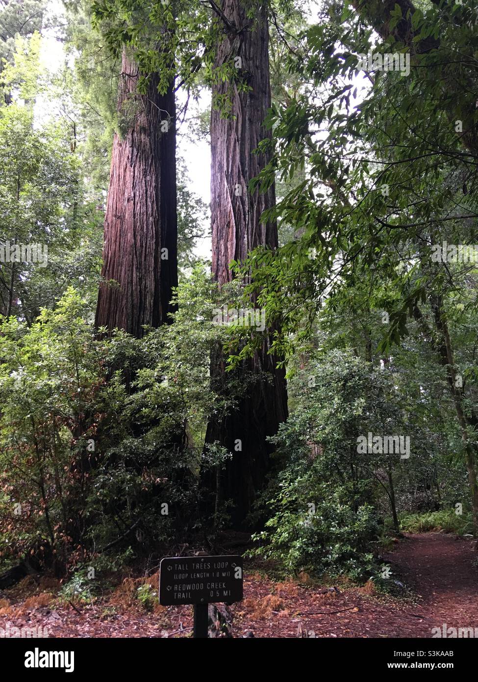 Tall Trees Grove Redwoods National and State Park California Stock ...