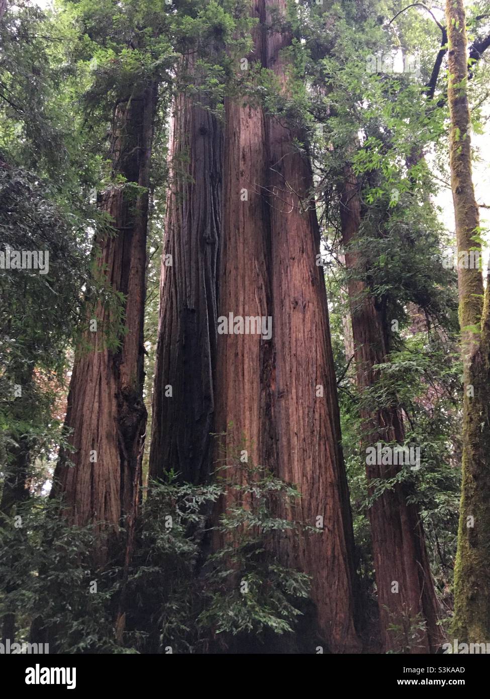 Tall trees trail hi-res stock photography and images - Alamy