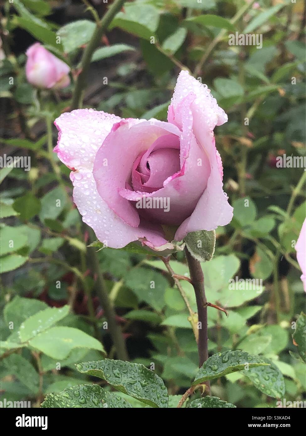 Opening rosebud hi-res stock photography and images - Alamy