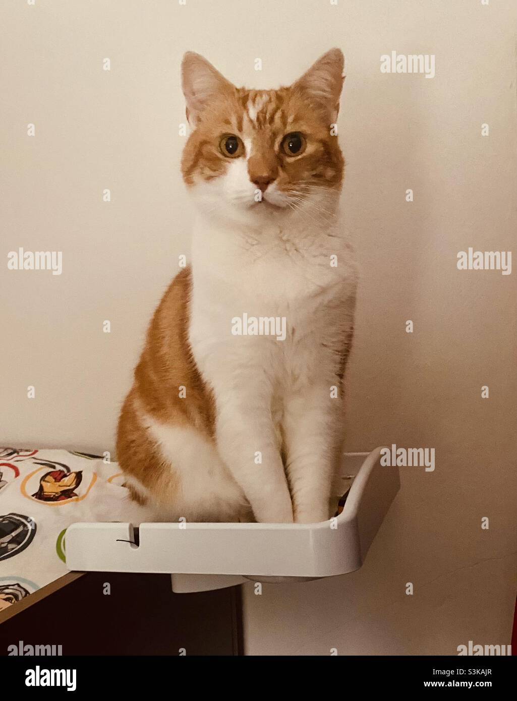 Regal feline hi-res stock photography and images - Alamy