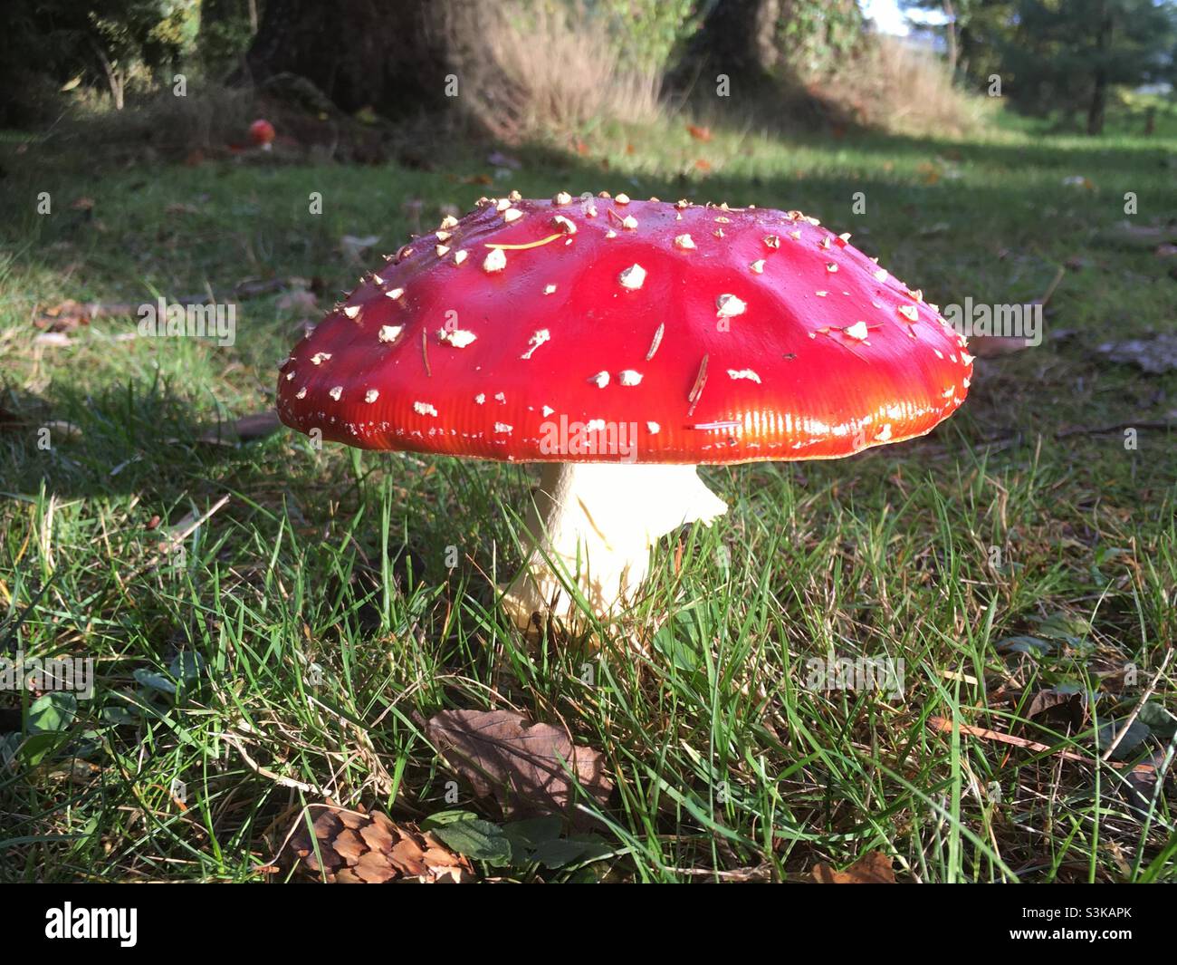 Red yellow mushroom hi-res stock photography and images - Alamy