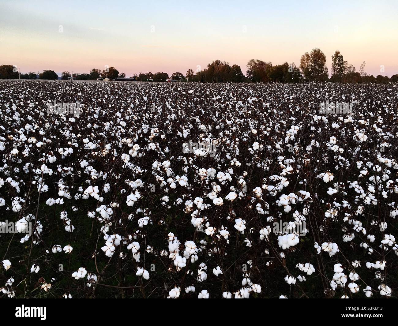 Cotton fields hi-res stock photography and images - Alamy